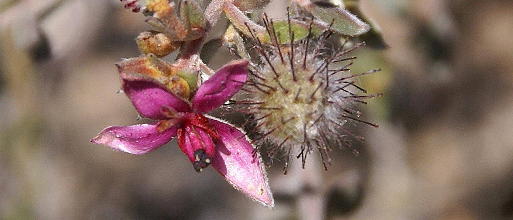 Propiedades y Beneficios de la Ratania | Weleda