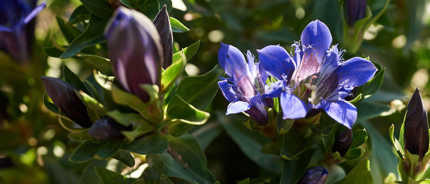 Genciana azul – estimulante y revitalizante