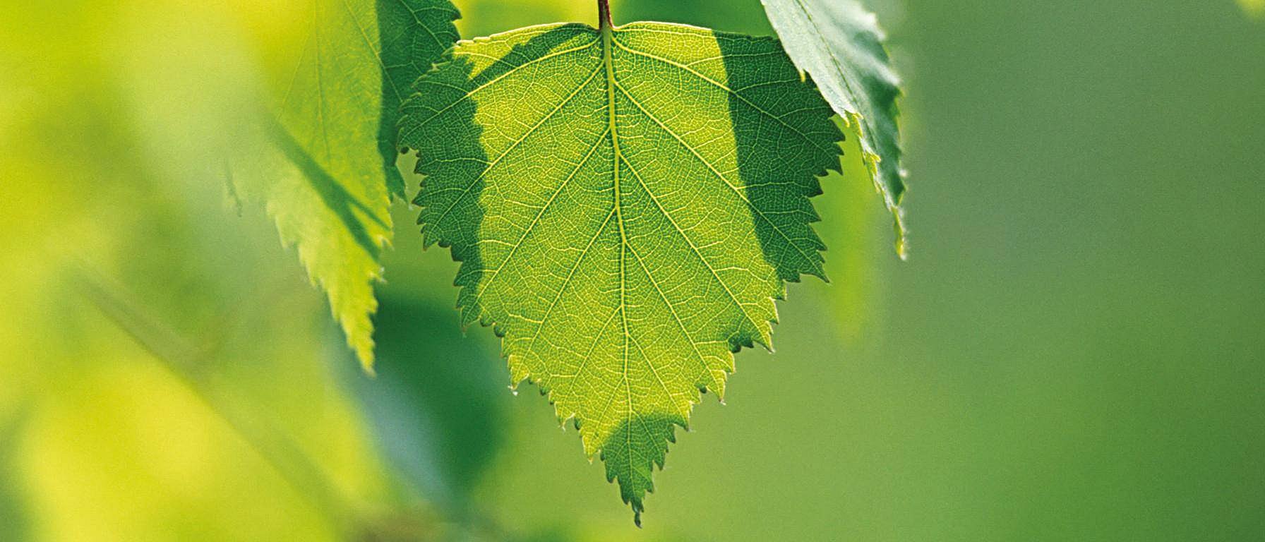 Propiedades y Beneficios del Abedul | Weleda