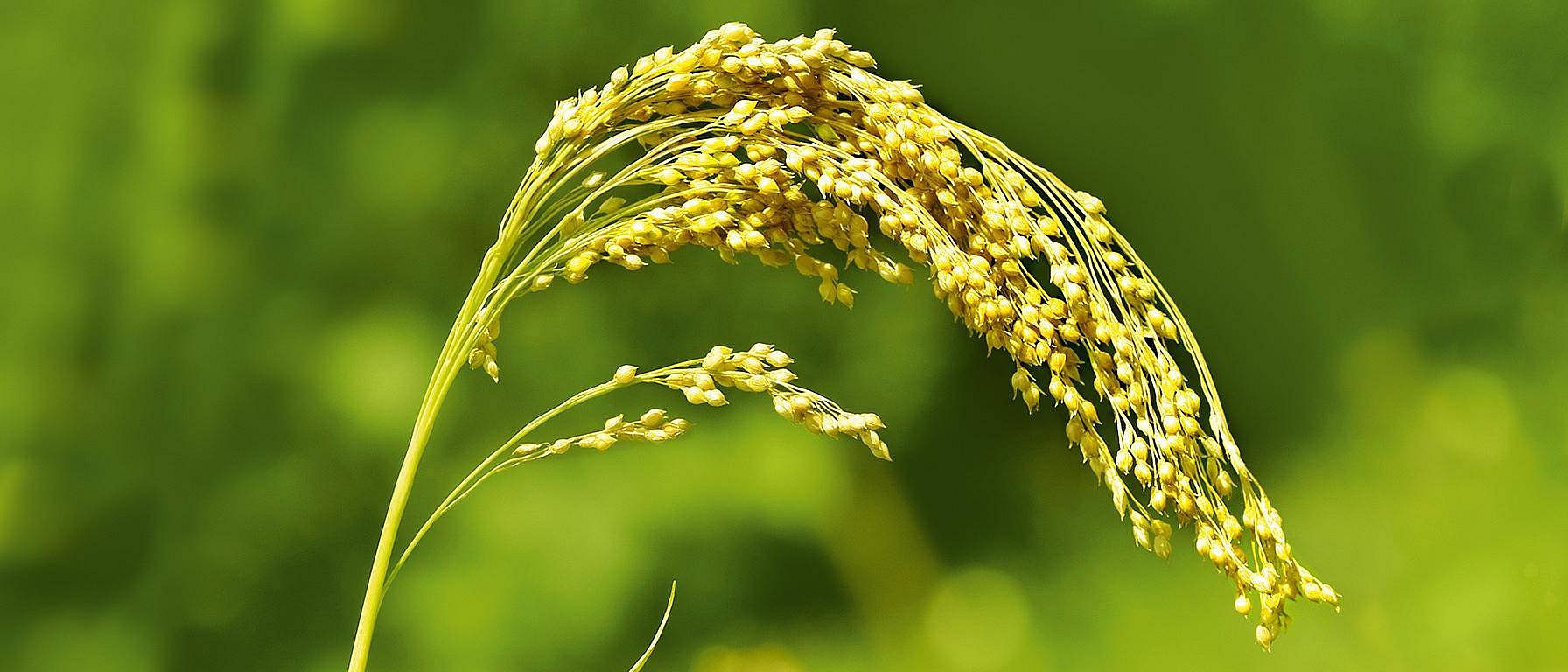 Propiedades y Beneficios del Mijo | Weleda