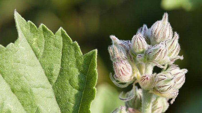 Propiedades y Beneficios de la Malva Blanca | Weled