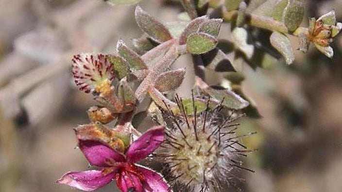 Propiedades y Beneficios de la Ratania | Weleda